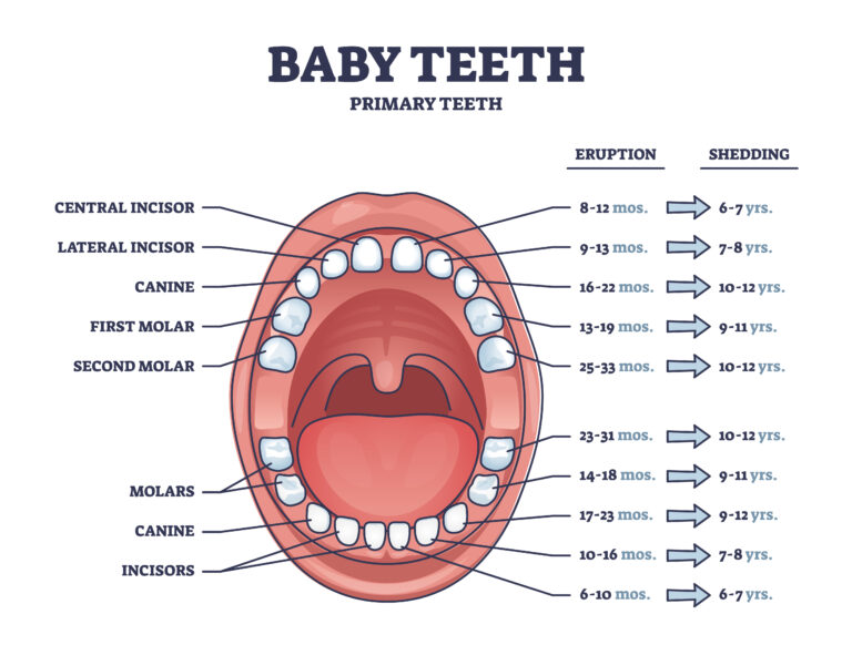 The Timeline of Baby Teeth: When Do They Erupt and Fall Out ...