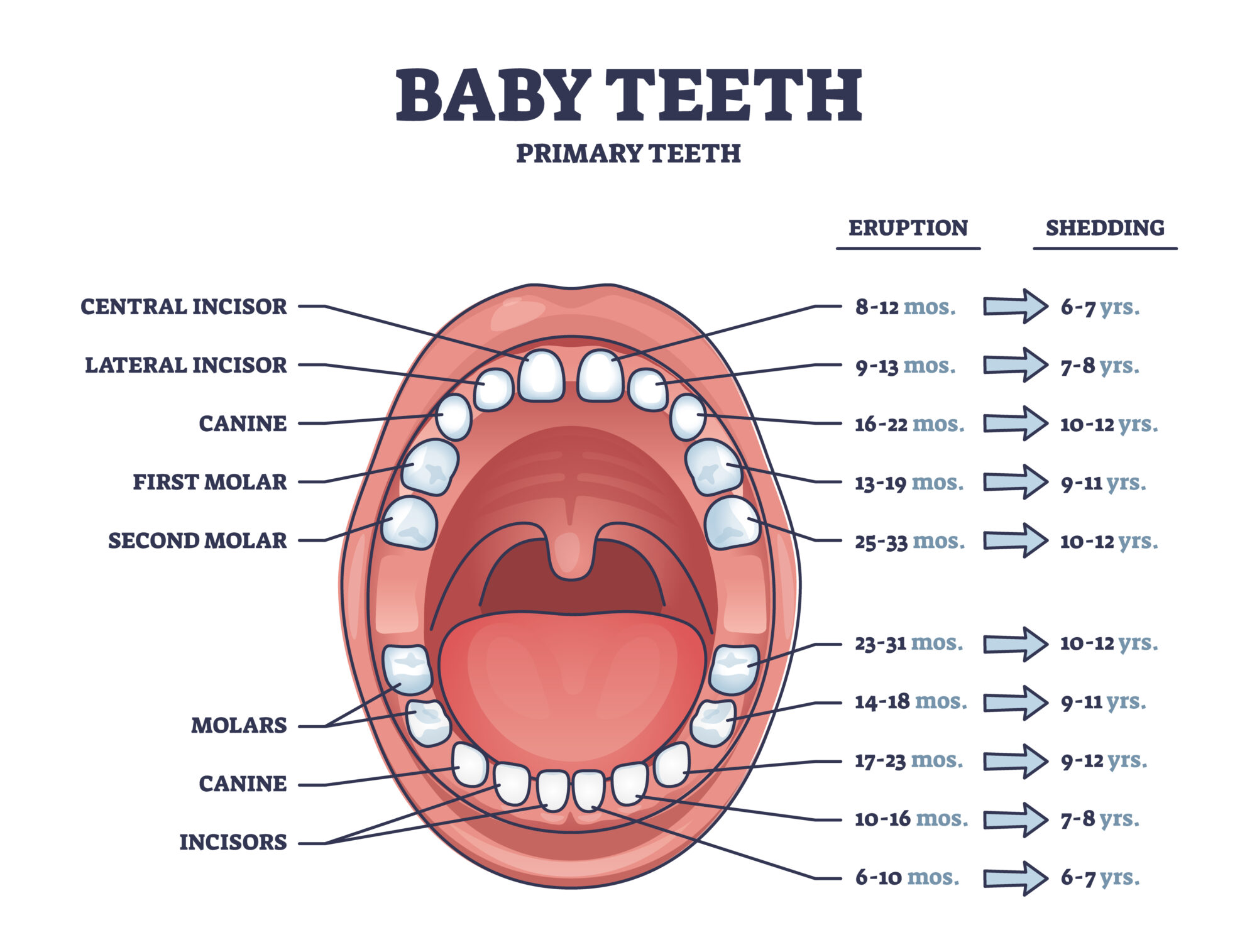 The Timeline of Baby Teeth: When Do They Erupt and Fall Out ...